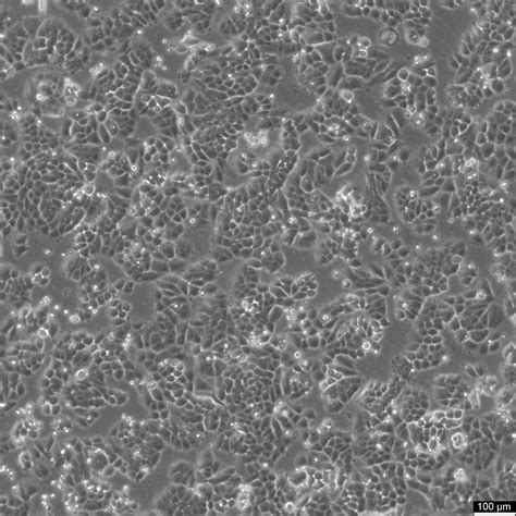 Nci H292 Cells