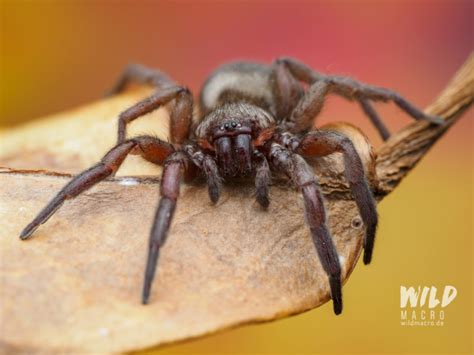 The Best Flash Diffusers For Macro Photography Wildmacro Extreme Macro Photography