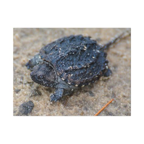 Common Snapping Turtle Hatchling Matte Canvas Stretched 0 75 Etsy