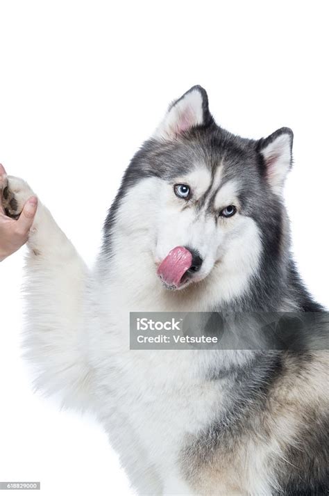 귀여운 푹신한 시베리아 허스키 개에게 강아지 젖꼭지를 주는 손 가축에 대한 스톡 사진 및 기타 이미지 가축 개 개과