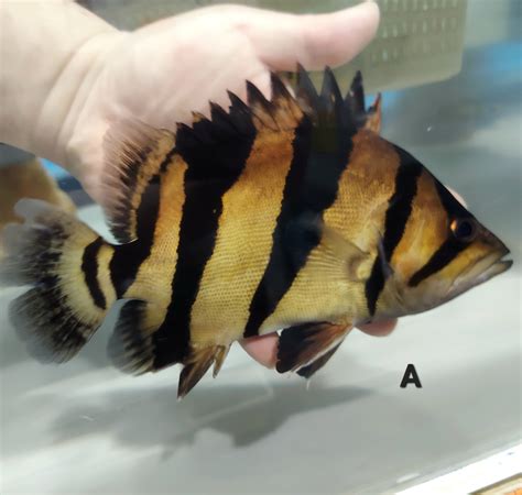 Siamese Tiger Fish Datnioides Pulcher Predatory Fins