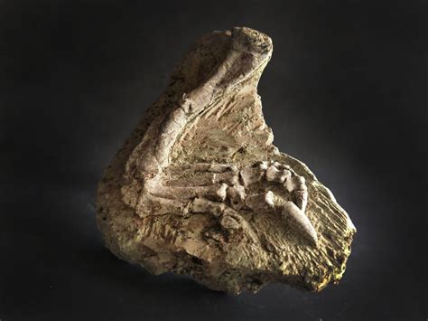 Psittacosaurus Dinosaur Leg Fossil Fossil Bone 23 Cm 20 Cm