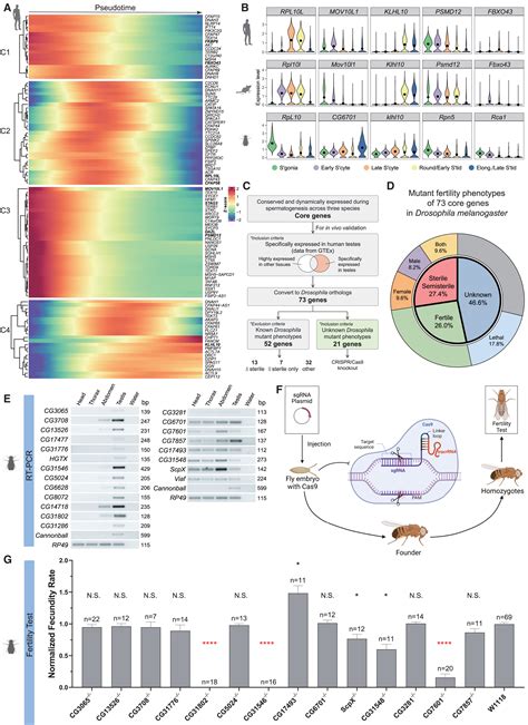 Cross Species Comparative Single Cell Transcriptomics Highlights The