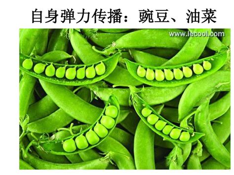 2 5、种子的萌发 Word文档在线阅读与下载 无忧文档