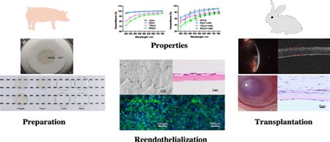 使用超薄脱细胞猪角膜基质基质的组织工程角膜内皮片用于内皮角膜移植术 Acs Biomaterials Science And Engineering X Mol