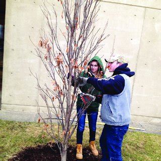Babe Volunteers Performing Urban Tree Pruning Photograph R Harper Download Scientific