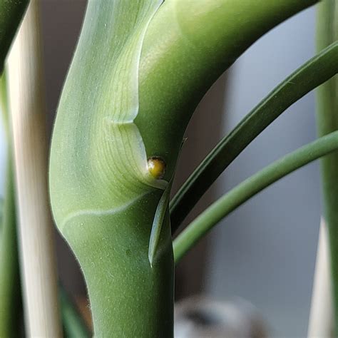New Leaf Node Is Yellow And Brown Rmonstera New Leaf Node Is Yellow And Brown Rmonstera