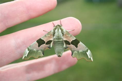 Avon Roach Project Spawning And Hatching May 2016