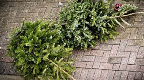 Wat Te Doen Met Uw Kerstboom Jammfm 104 9
