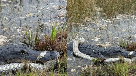 Dangerous Fight Between Python And Crocodile Goes Viral Who Do You Think Will Win The War