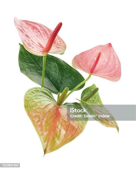 플라밍고 꽃 흰색 배경에 고립 된 안투리움 달콤한 꿈의 꽃 클리핑 경로 0명에 대한 스톡 사진 및 기타 이미지 0명 개화 꽃 나무 Istock