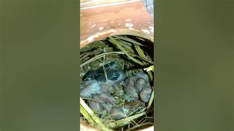 breeding progress java sparrow youtube