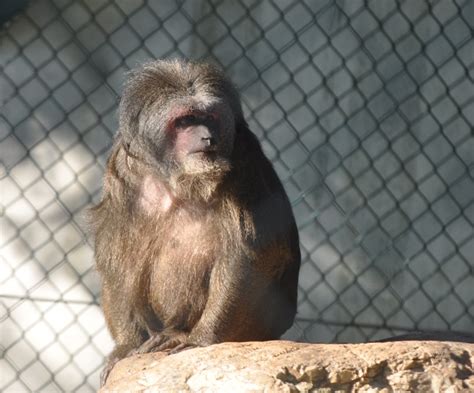 Zootografiando 6100 Animals Macaco RabÓn Stump Tailed Macaque