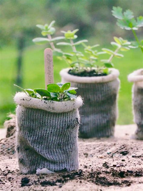 Biodegradable Wool Pots Pack Of 10 Dan Cooper Garden