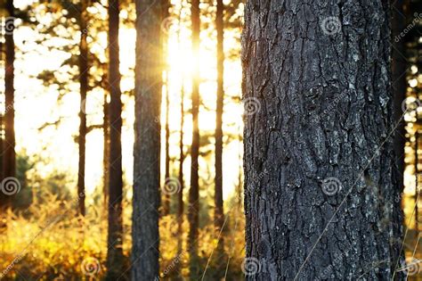 Lone Pine Tree In Forest With Sunsetting Behind It Stock Image Image
