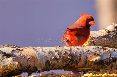 Closeup Of A Beautiful Cardinal On A Tree Branch In A Forest Stock Image Image Of Season Tree