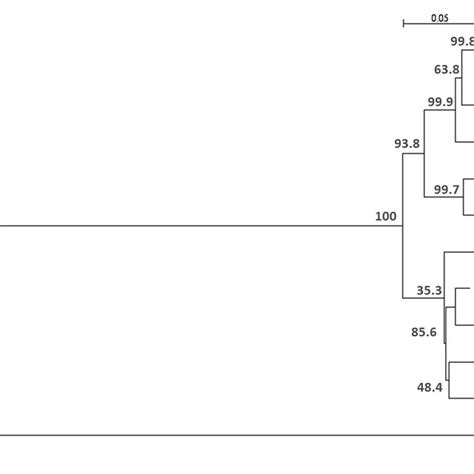 Phylogenetic Analysis Of Darc Different Sequences Of Darc Were Aligned