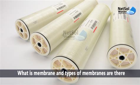 What Is Membrane And Types Of Membranes Are There