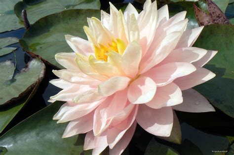 Nymphaea Awesome lilia wodna grzybień Sadzawka pl Nymphaea Awesome lilia wodna grzybień Sadzawka pl