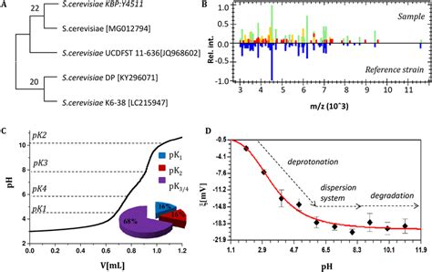 Phylogenetic Tree Of Investigated Saccharomyces Cerevisiae Strain A Download Scientific