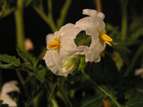 The Future Of Pale Cyst Nematode Control Spudman