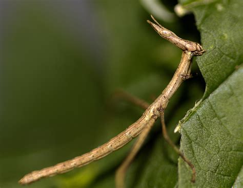 Real Monstrosities Stick Grasshopper