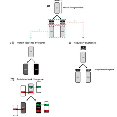 Functional Divergence Of Duplicated Genes A The Independent Download Scientific Diagram