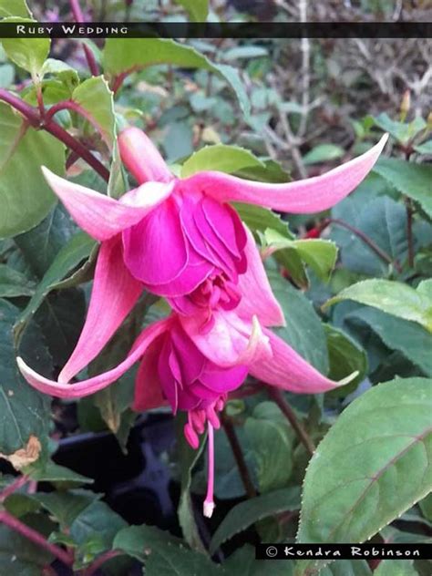 Ruby Wedding Fuchsiafinder