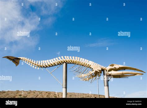 Big Bone Mystery Do Whales Have Bones Iagwlh