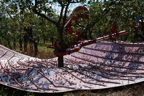 Apple Tree Shaker Harvesting Technology For Stone Fruit Producer