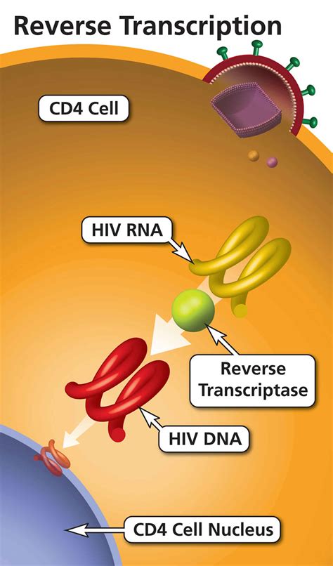 Reverse Transcriptase Reverse Transcriptase Function And Reverse