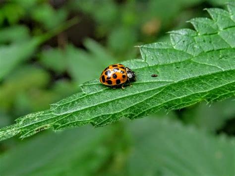 bug threatens all code