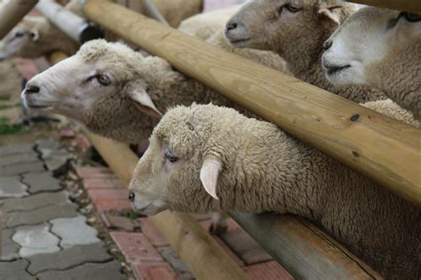 양 Sheep 강원도 Pixabay의 무료 사진 Pixabay