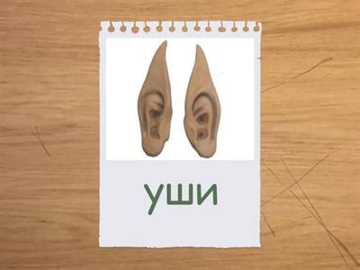 Body parts singular plural Учебные ресурсы