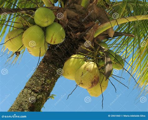 Coconut Tree Stock Photo Image Of Isotonic Juice