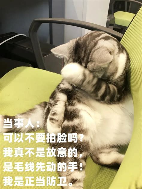 玫斯科普丨猫咪异食癖 知乎