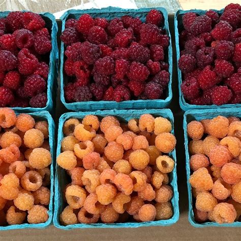 5 Thornless Yellow Raspberry And 5 Thornless Red Raspberry Bare Root