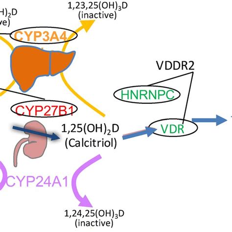 Cyp3a4 Mutation Causes Vddr A Wrist Radiographs Of The 2 Probands
