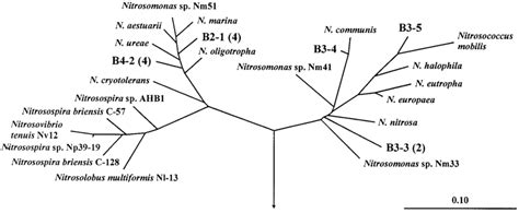 Phylogenetic Fitch Margoliash Amoa Tree Using Global Rearrangement And Download Scientific