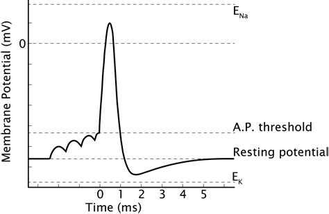 Action Potentials Introduction To Neurobiology