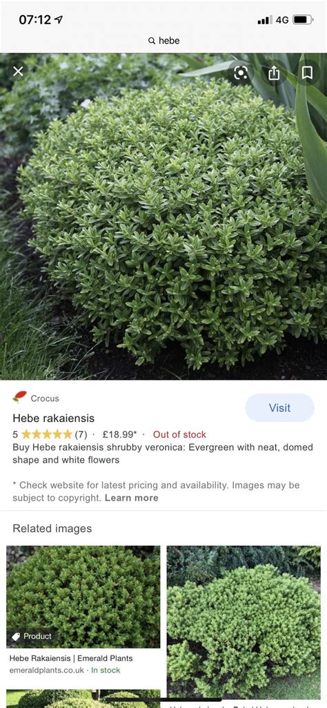 Pin De Jo Cannings Em Paddock