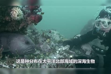 狼鳗有多凶猛？即使只剩下一个头，也能轻松咬碎罐装可乐！可乐