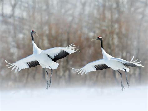 Understanding Bird Behavior Insights Into Avian Actions Birdfact