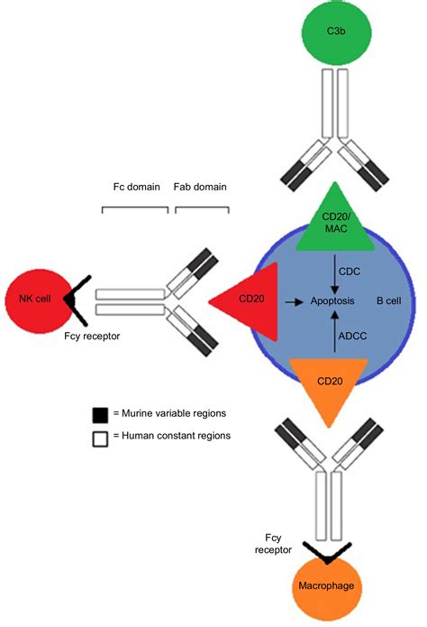 How The Discovery Of Rituximab Impacted The Treatment Of B Cell Non Ho