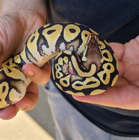 Python Regius Pastel Mystic Male 2 Pastel Mystic