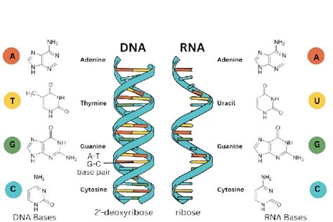 What Are Nucleic Acids Lets Use A Concept Map To Understand Them