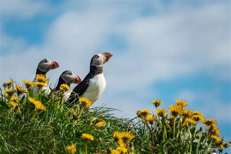 Croisière Au Spitzberg îles Féroé Islande Spitzberg 2027 Hx