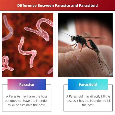 Parasite Vs Parasitoid Difference And Comparison