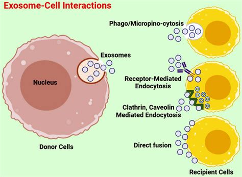 Interaction Of Exosomes With Recipient Cells Once Exosomes Are Download Scientific Diagram