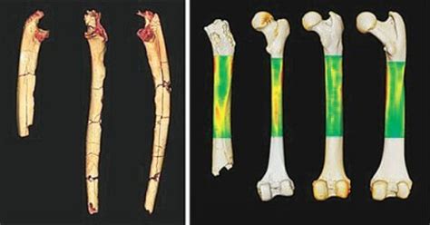 최초의 인류는 약 700만 년 전 두 발로 땅 디뎠다